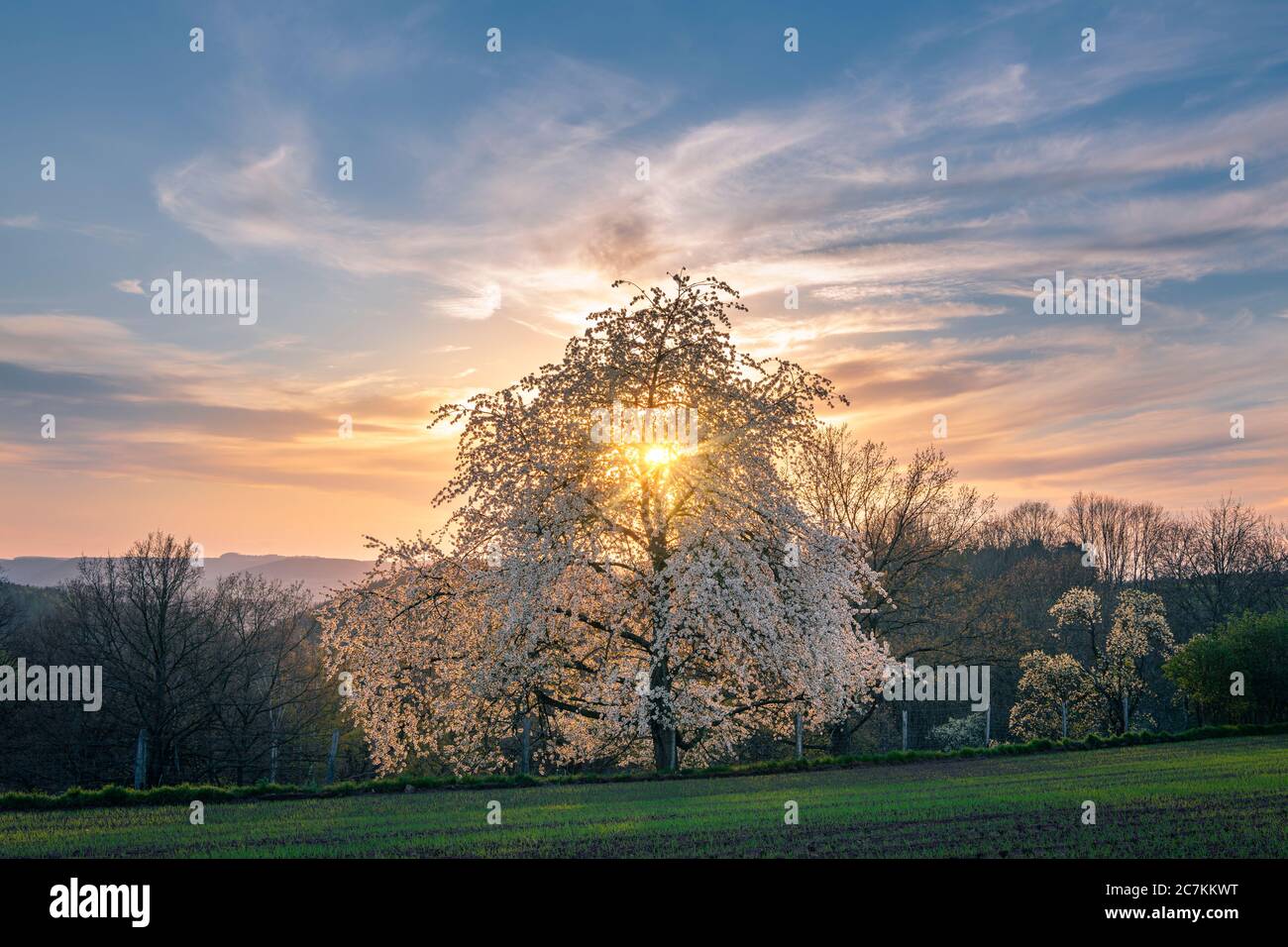 Cherry tree in bloom at sunset Stock Photo - Alamy