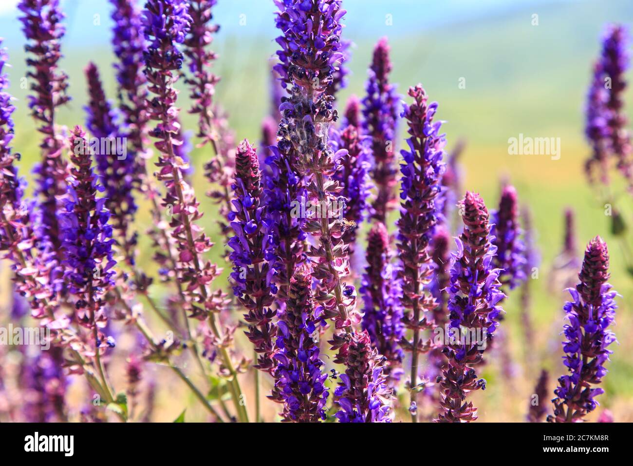 Sage flowers herb. Field with wild flowers of medicinal sage Stock ...