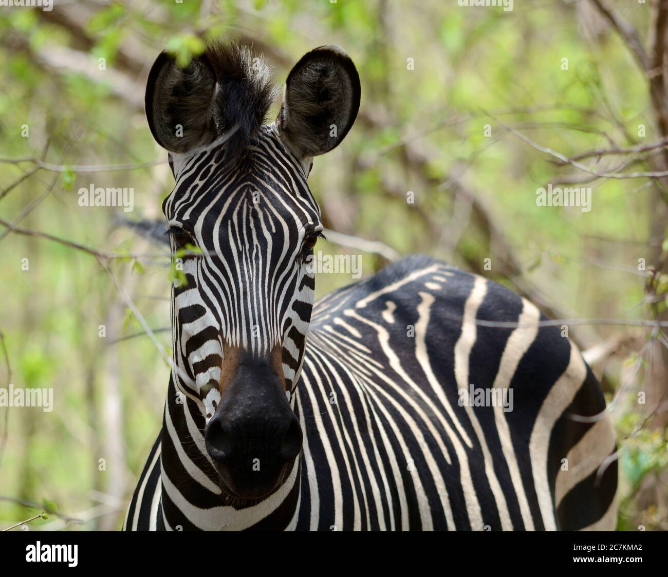 Zebra with a green background, hiding in the bush. Photo taken in South ...