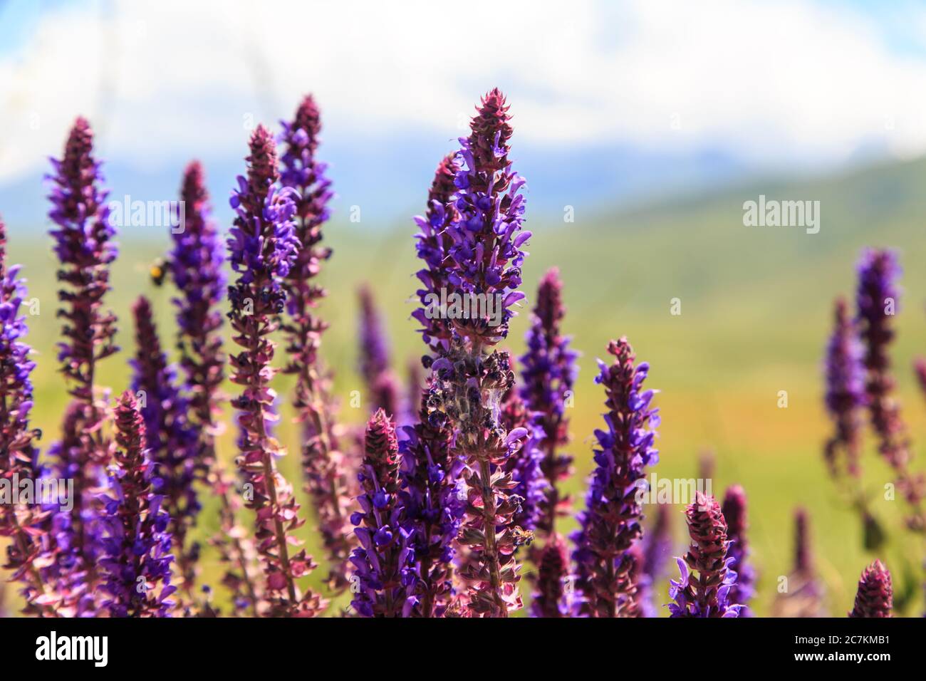 Sage flowers herb. Field with wild flowers of medicinal sage Stock ...
