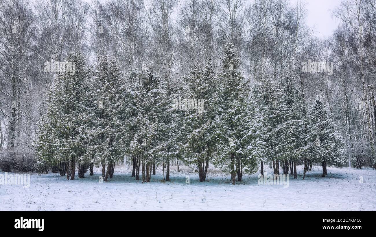 Christmas trees covered with snow in the city park. Snowstorm in the ...