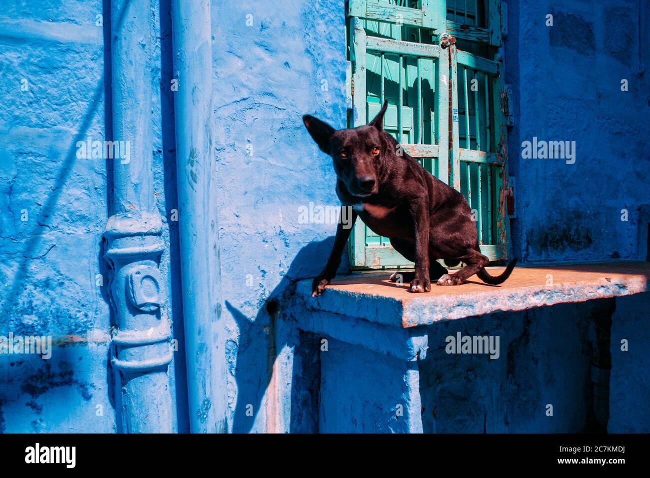 Cute dog near door hi-res stock photography and images - Alamy