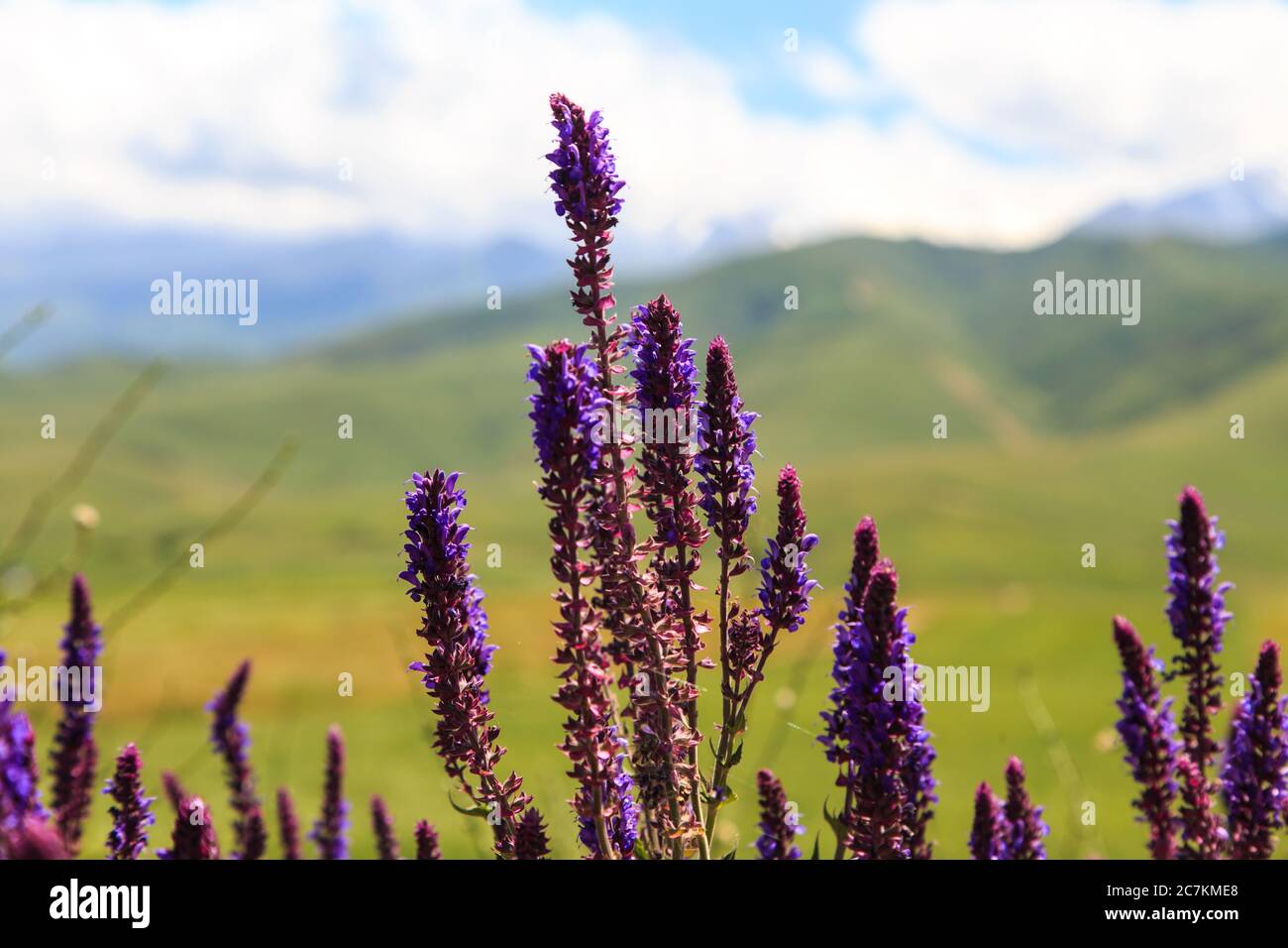 Sage flowers herb. Field with wild flowers of medicinal sage Stock ...