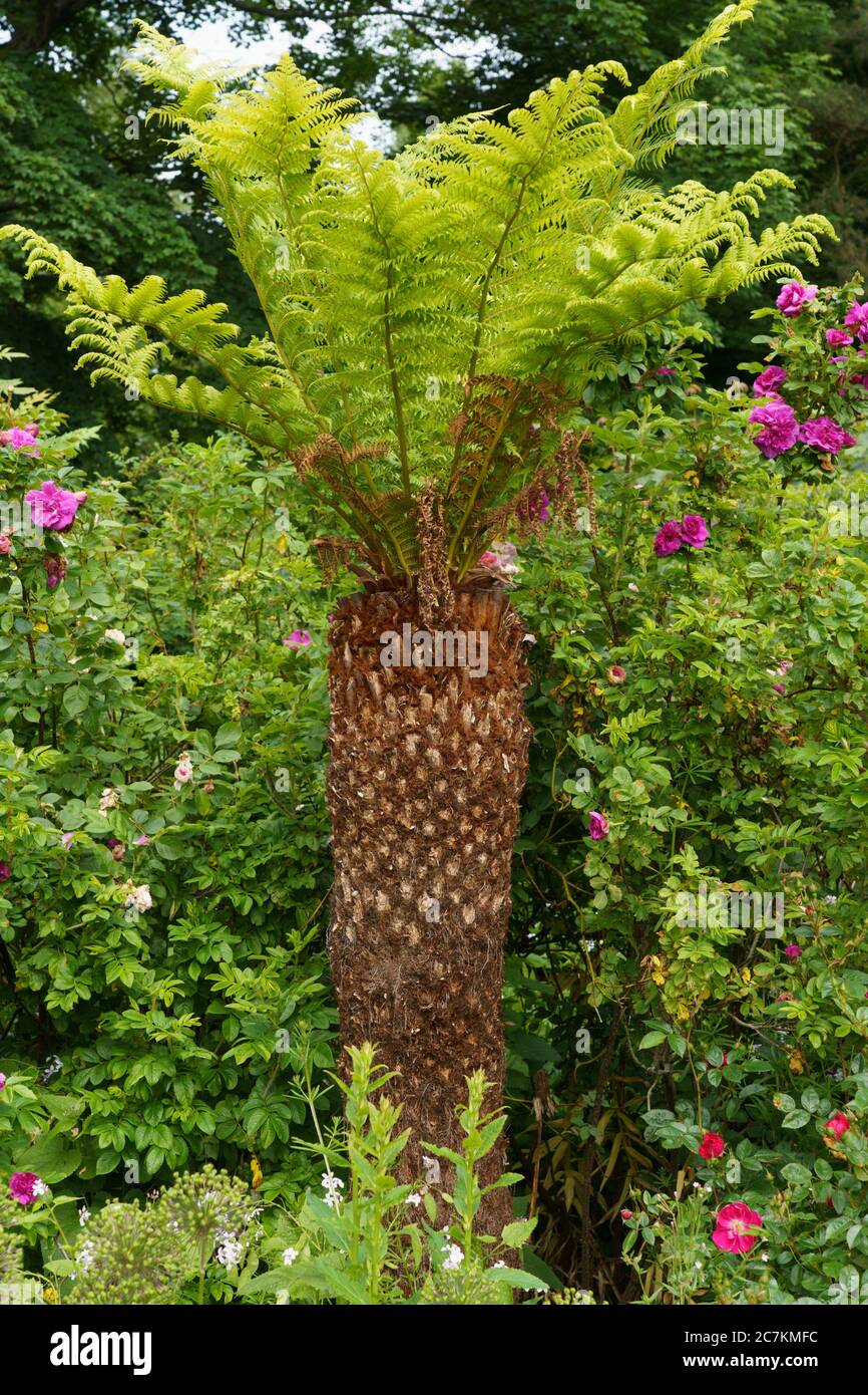 Soft tree fern australian tree fern hi-res stock photography and images ...