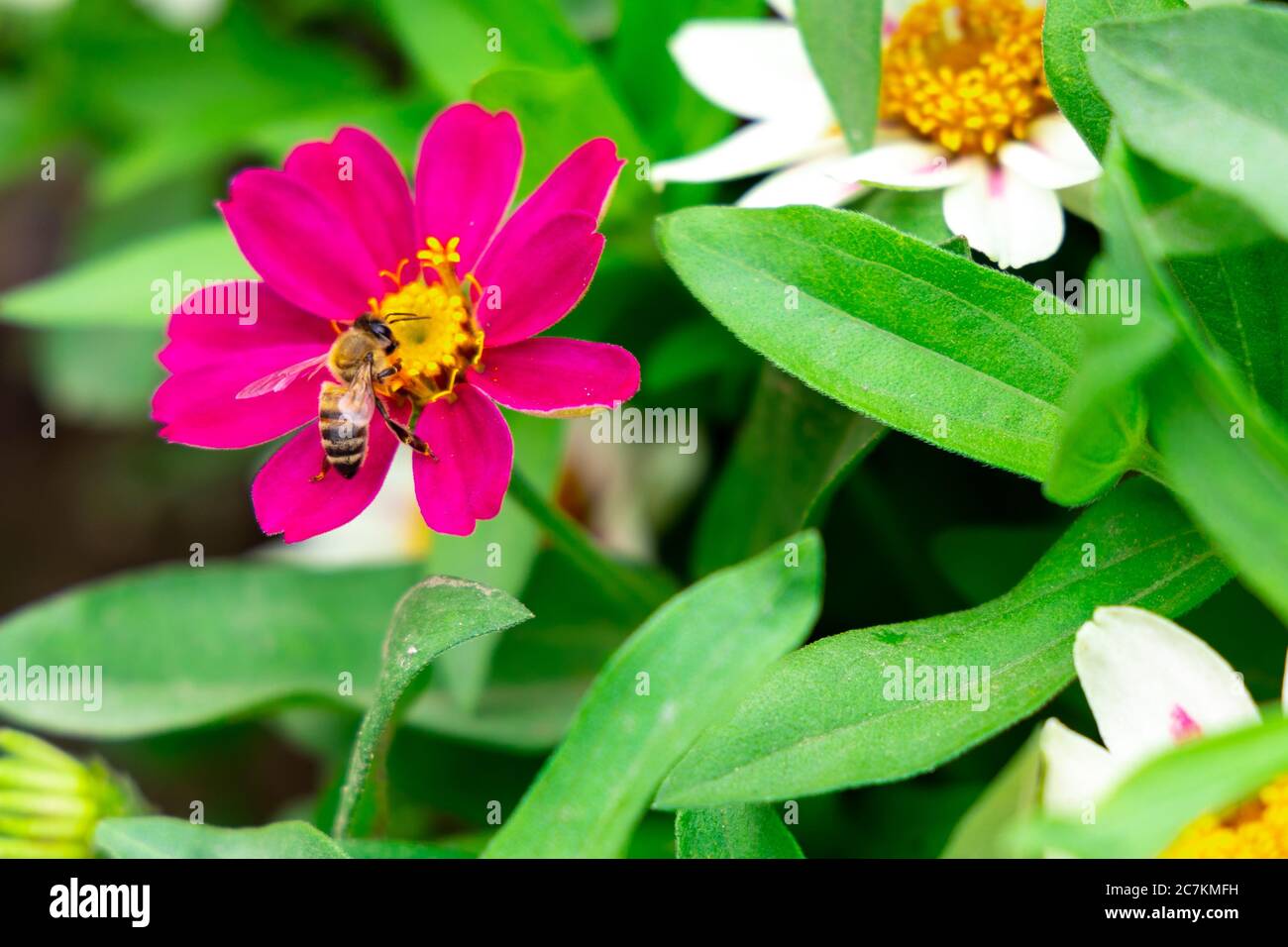 Most beautiful leaves in the world hi-res stock photography and images ...