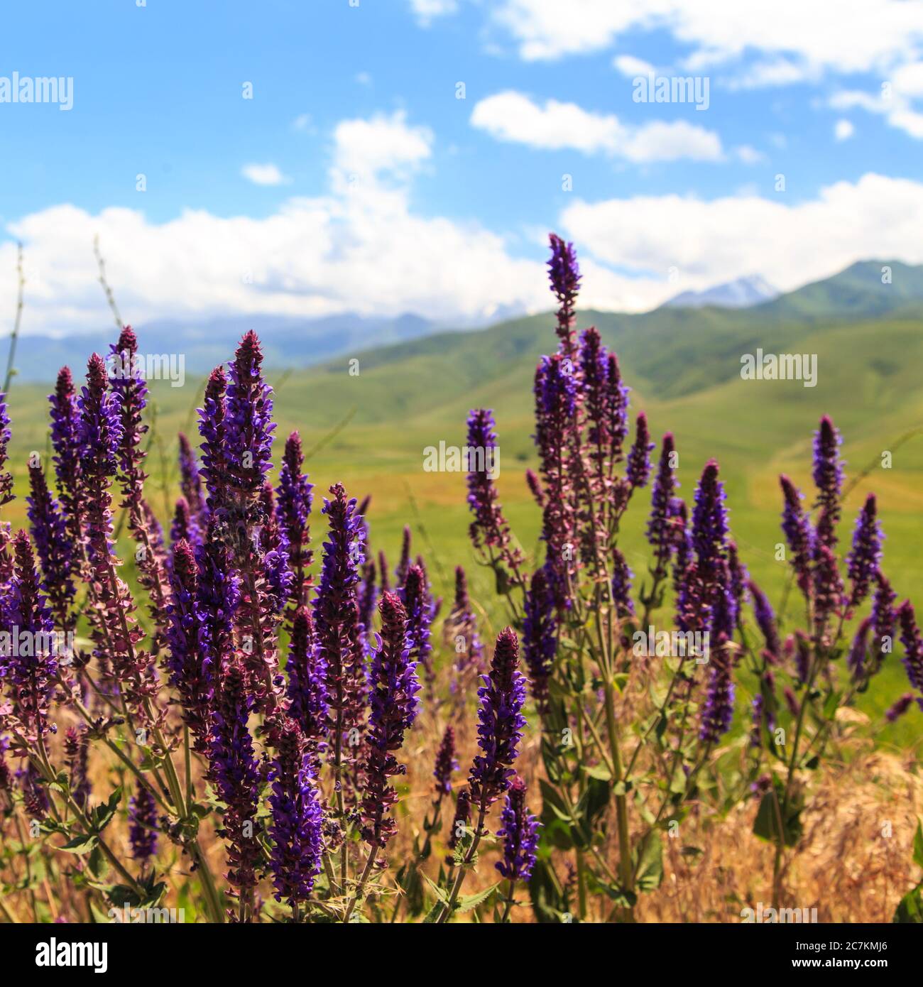 Sage flowers herb. Field with wild flowers of medicinal sage Stock ...