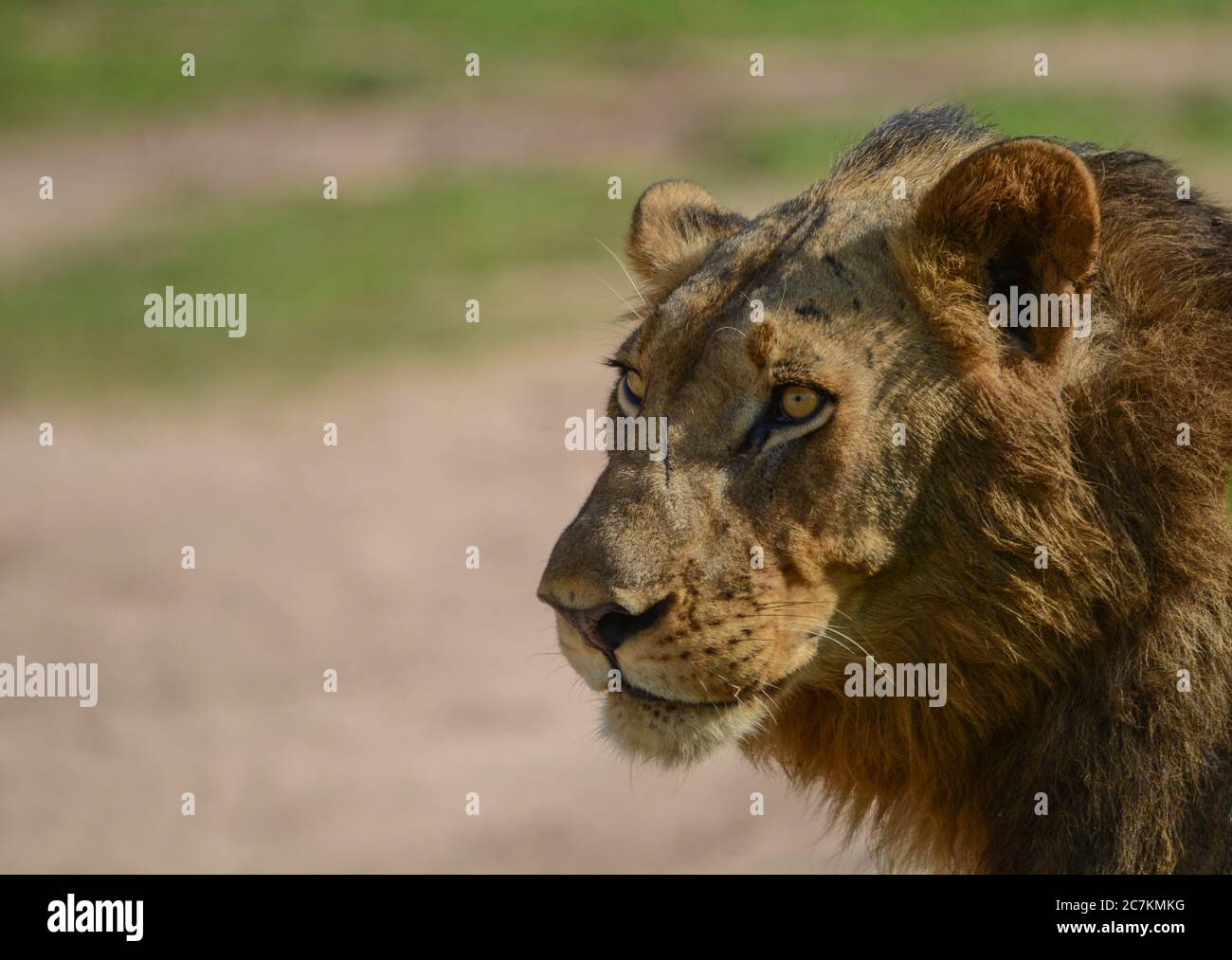 Male lion looking into the distance Stock Photo - Alamy