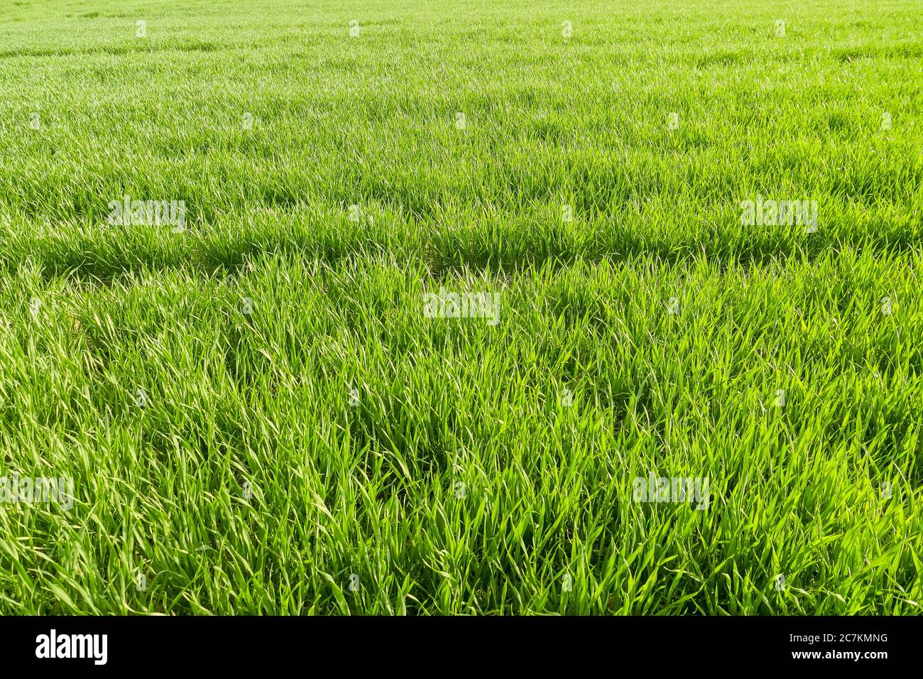 Field covered in the grass under the sunlight - nice for backgrounds ...