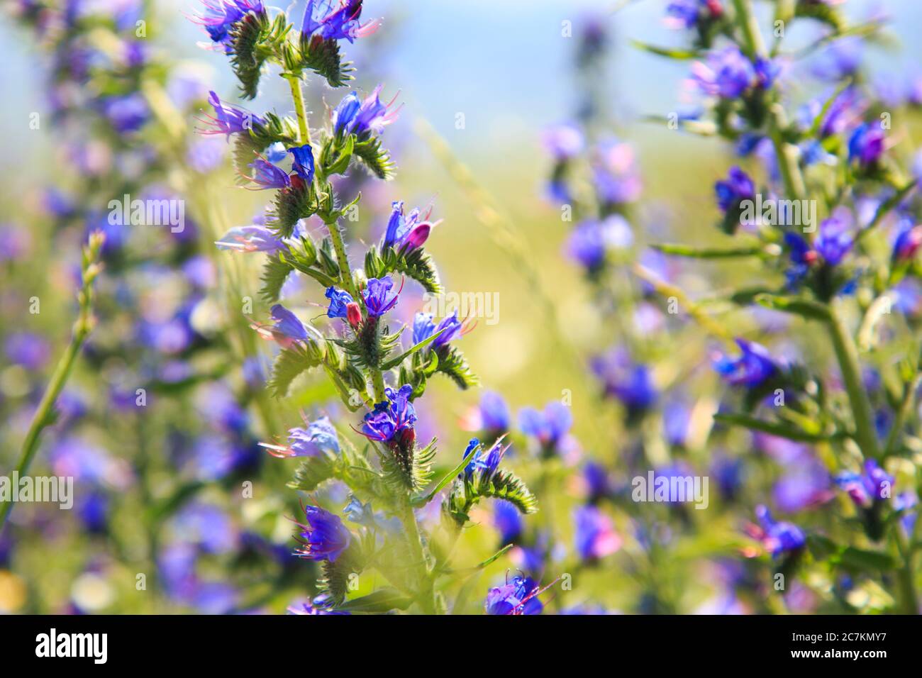 Blue wild flowers. Field with wild flowers. Natural background Stock ...