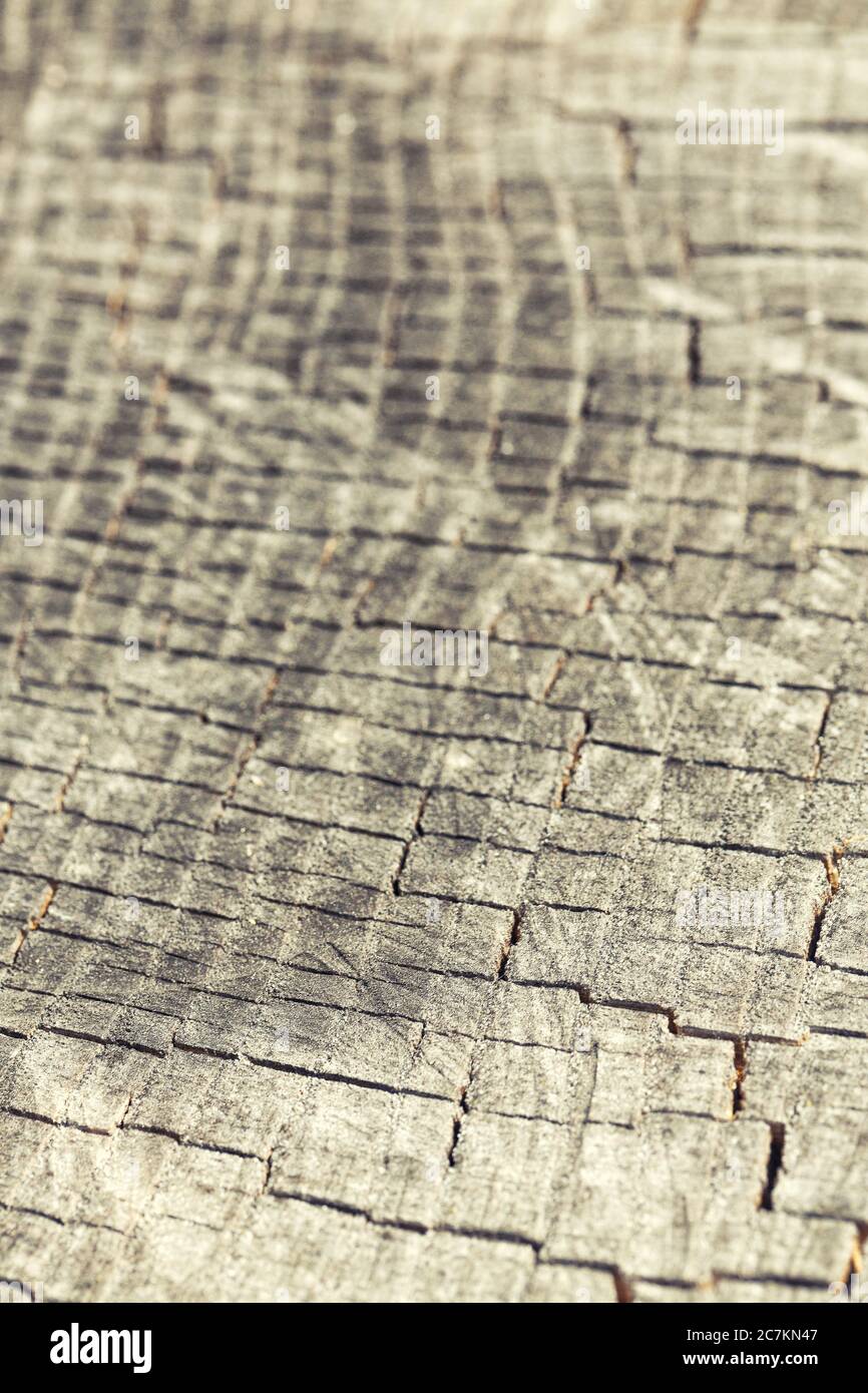 Tree bark texture background, texture of bark wood use as natural ...