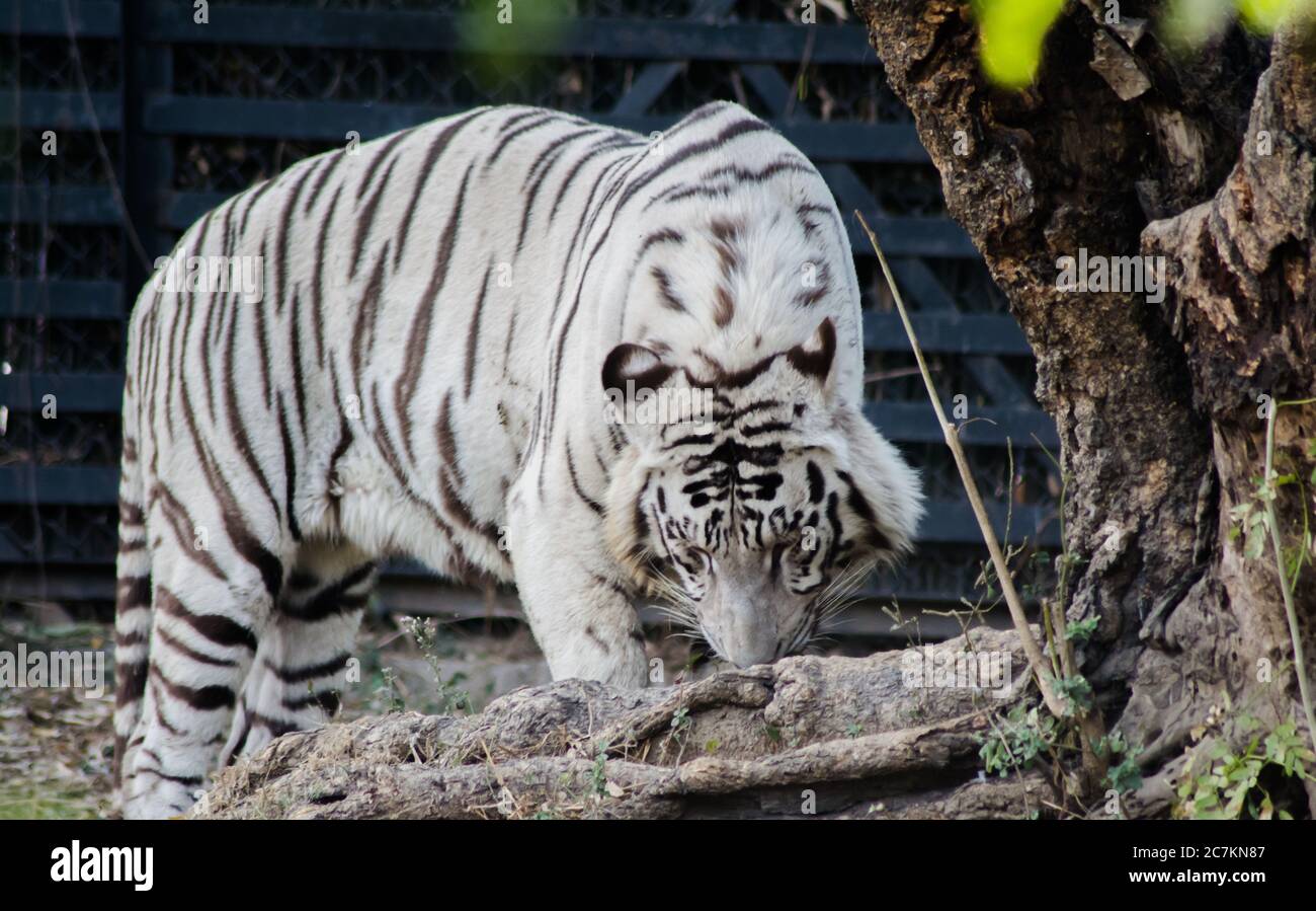 White Bengal Tiger, zoo. The white tiger or bleached tiger is a ...