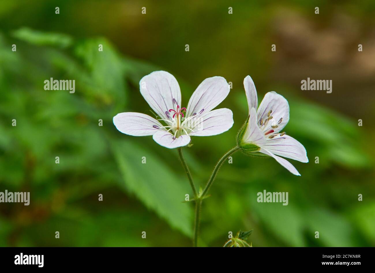 Geranium species hi-res stock photography and images - Alamy
