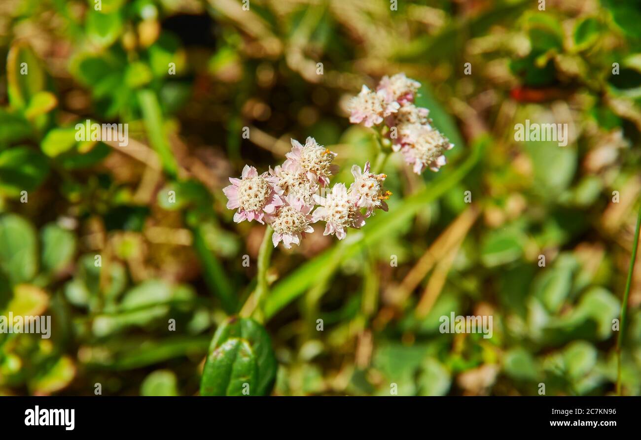 Origanum -Oregano, genus of herbaceous perennials and subshrubs in the ...
