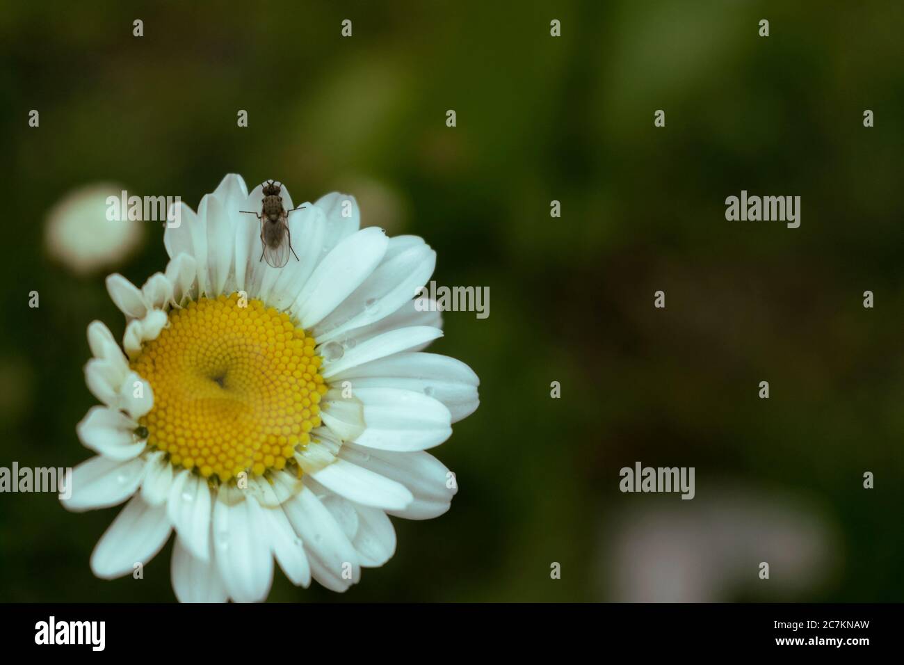 Macro photograph of a fly insect on a white flower Stock Photo - Alamy