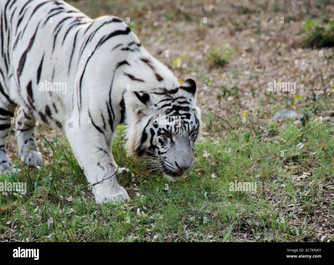 White Bengal Tiger, zoo. The white tiger or bleached tiger is a ...