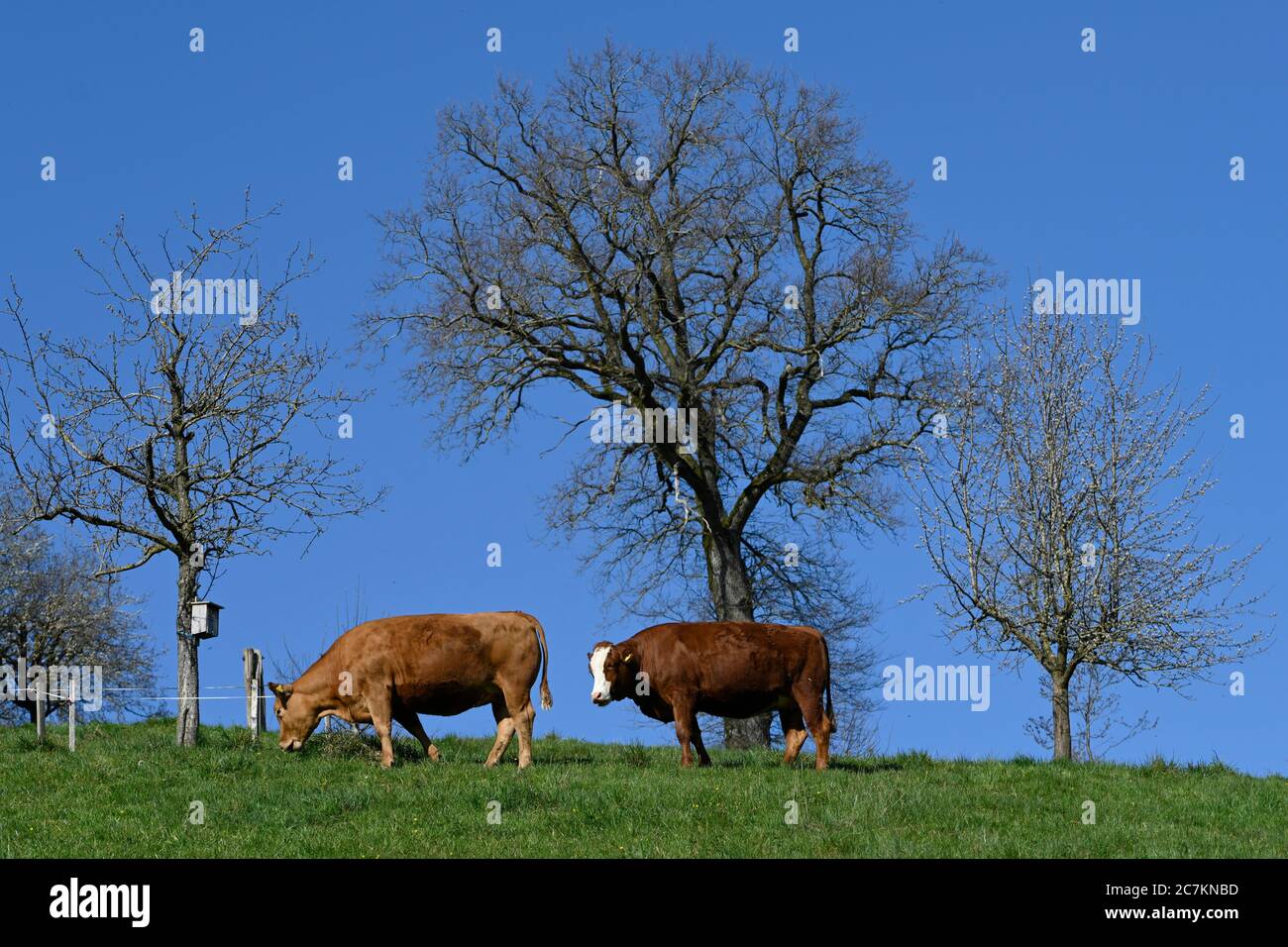 Dairy cows grazing Stock Photo - Alamy