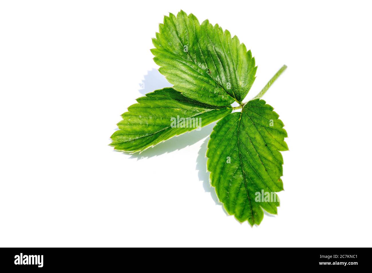 Strawberry leaves isolated on white background Stock Photo - Alamy