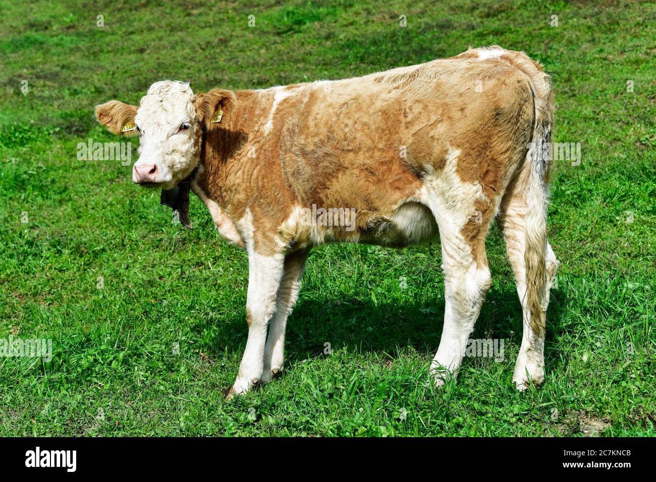 Calf in the pasture Stock Photo - Alamy