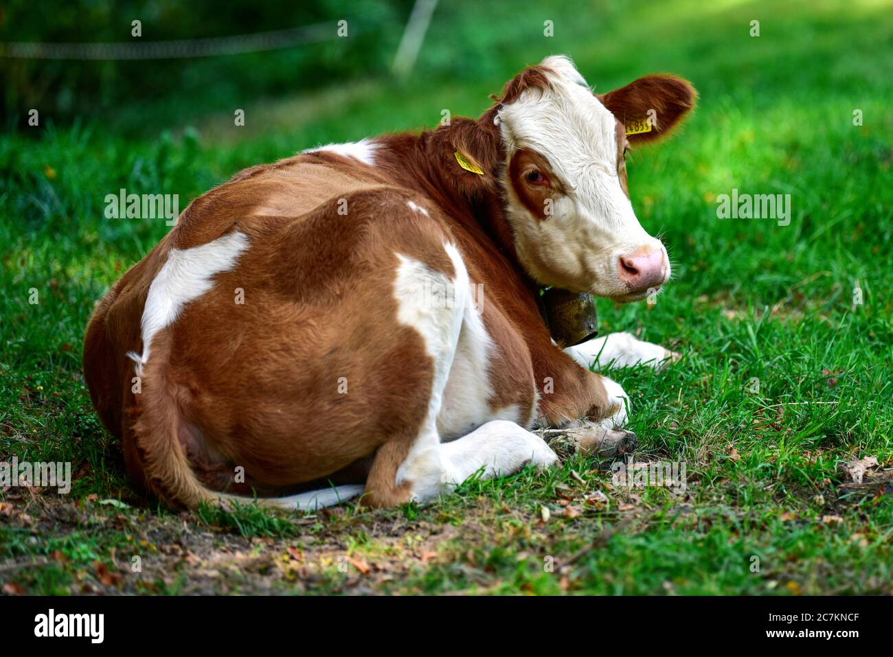Calf in the pasture Stock Photo - Alamy