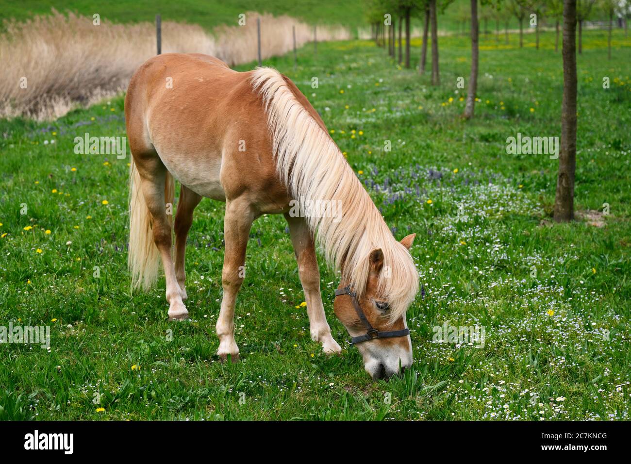 Horse haflinger, Equus ferus caballus Stock Photo - Alamy