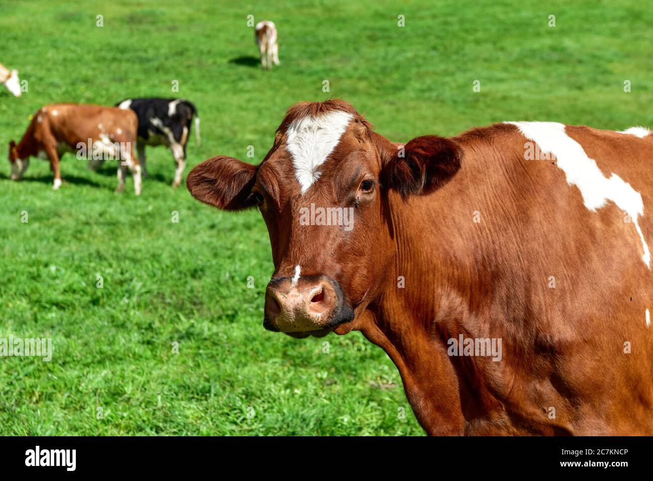 Cow without horns Stock Photo - Alamy