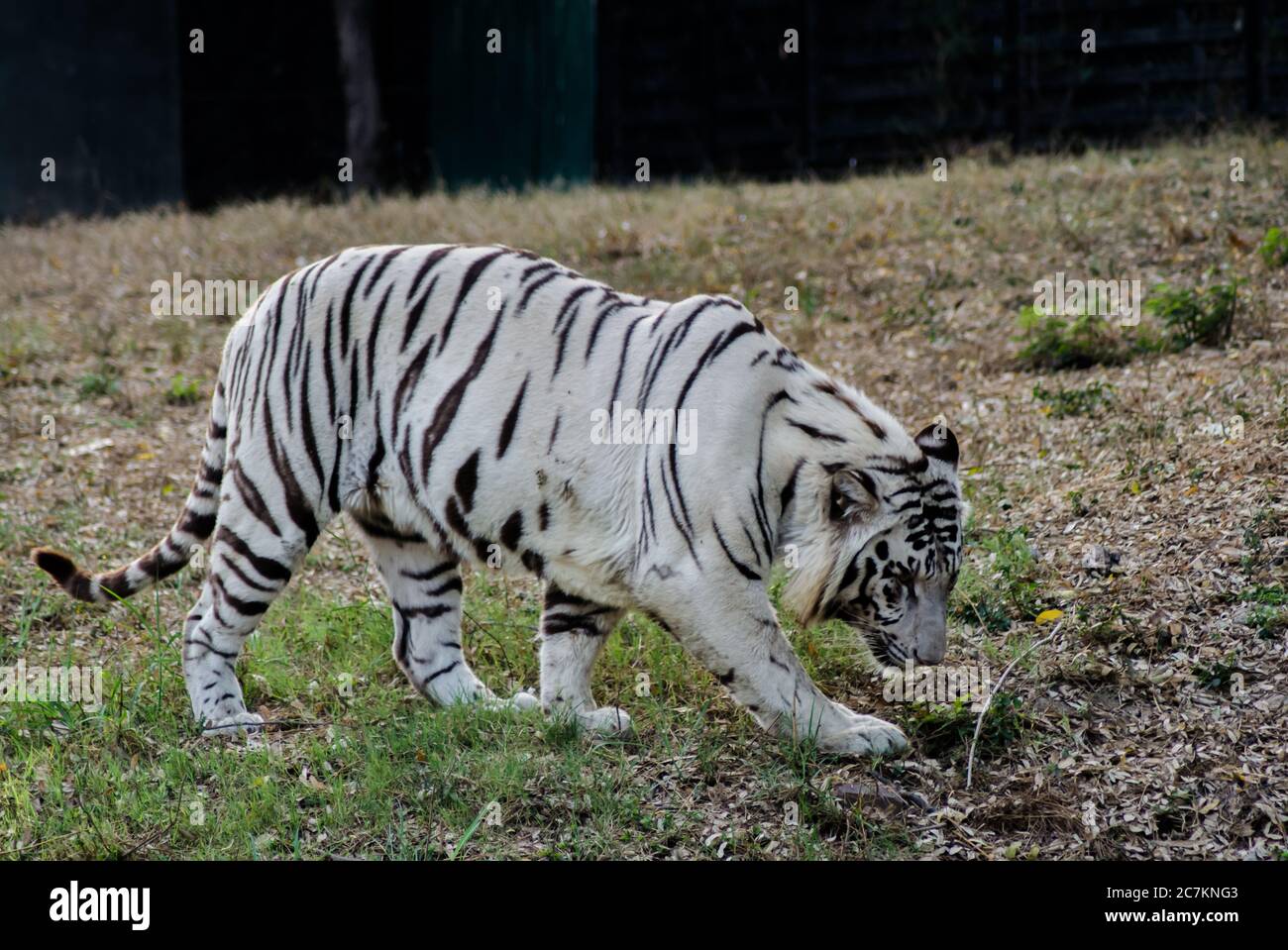 White Bengal Tiger, zoo. The white tiger or bleached tiger is a ...