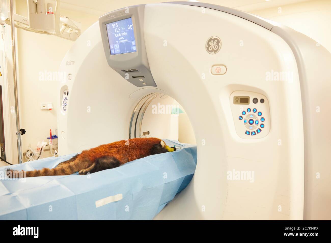 Ct scanner animals hi-res stock photography and images - Alamy
