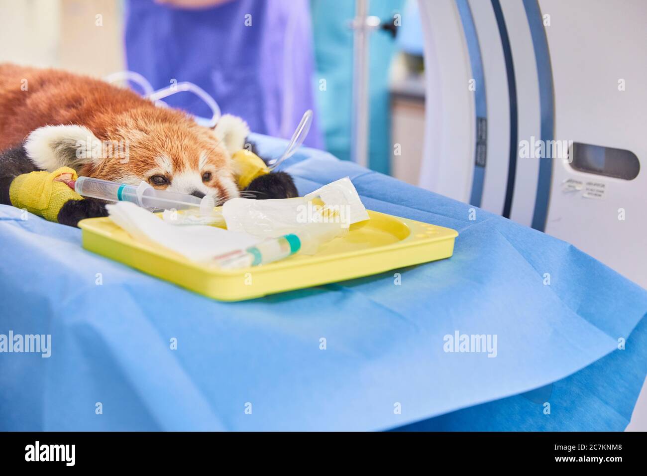 Ct scanner animals hi-res stock photography and images - Alamy