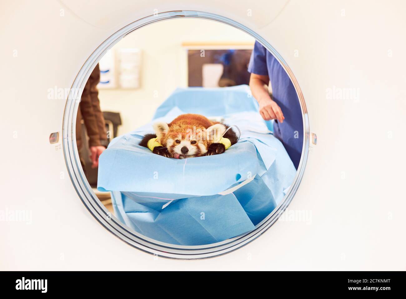 Ct scanner animals hi-res stock photography and images - Alamy