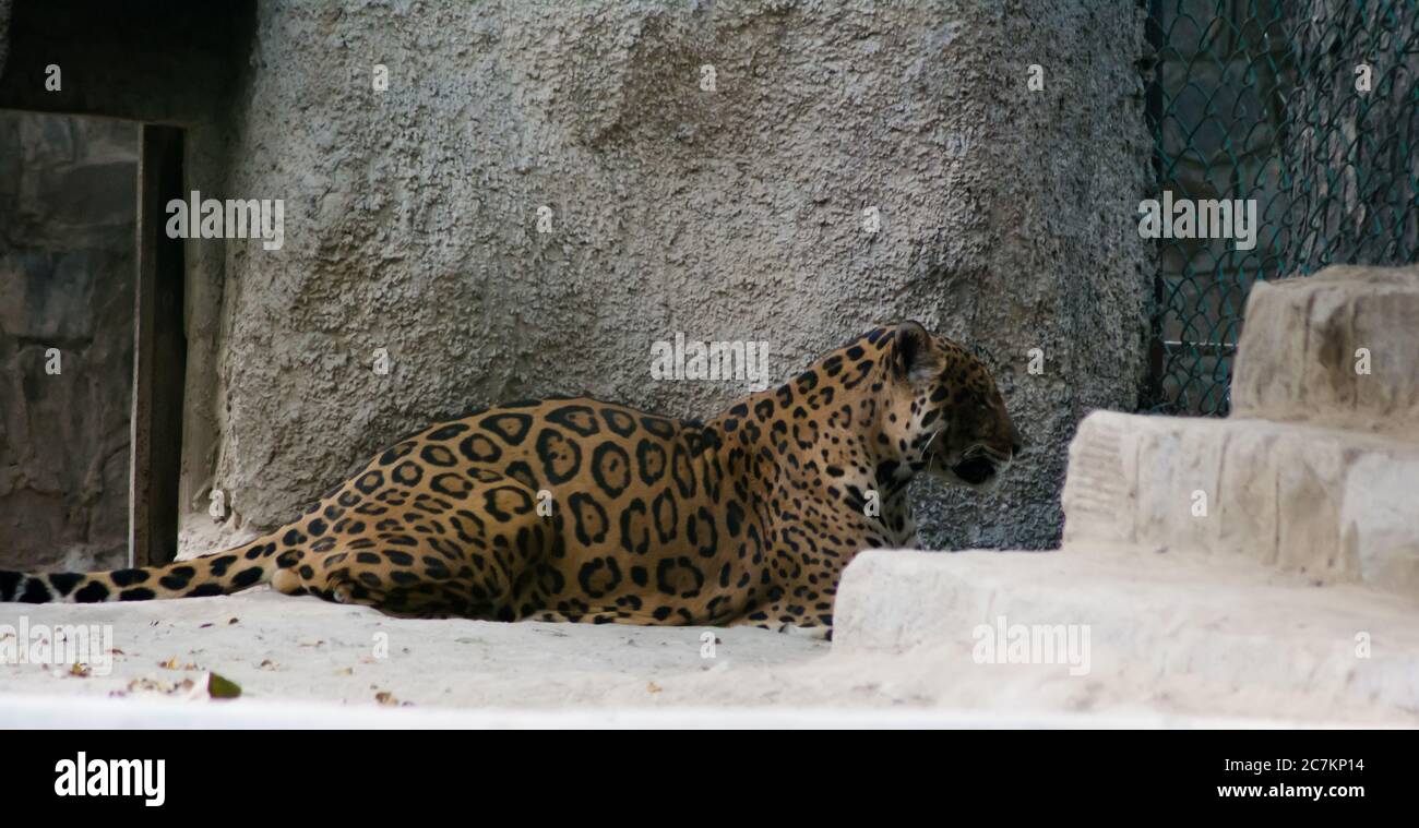 The leopard is one of the five extant species in the genus Panthera, a ...