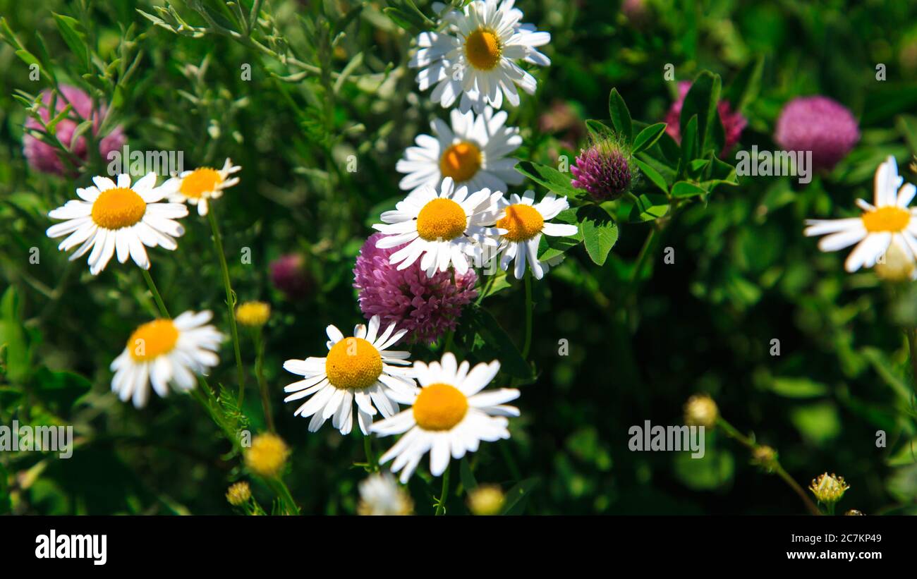 Wildflowers chamomile and clover. Blooming summer fields. Natural ...