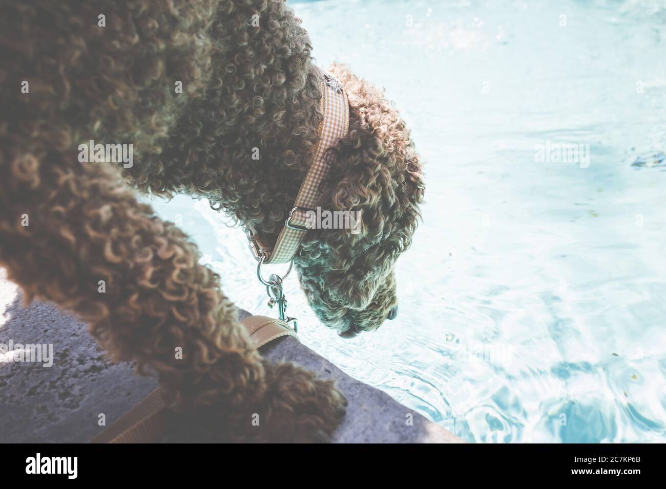 A dog, poodle, watches the water in the fish fountain at the town hall ...
