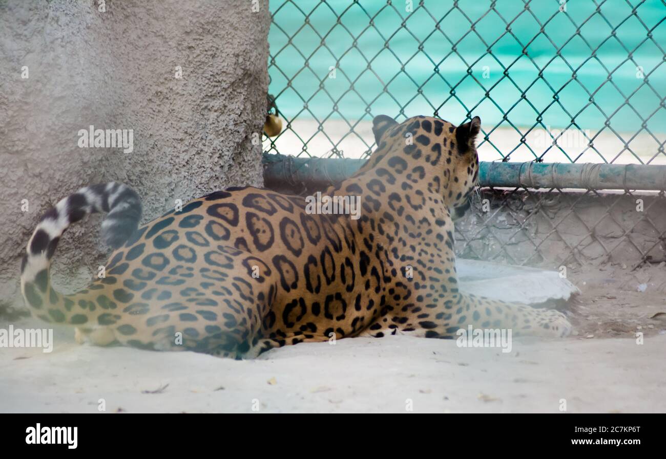 The leopard is one of the five extant species in the genus Panthera, a ...