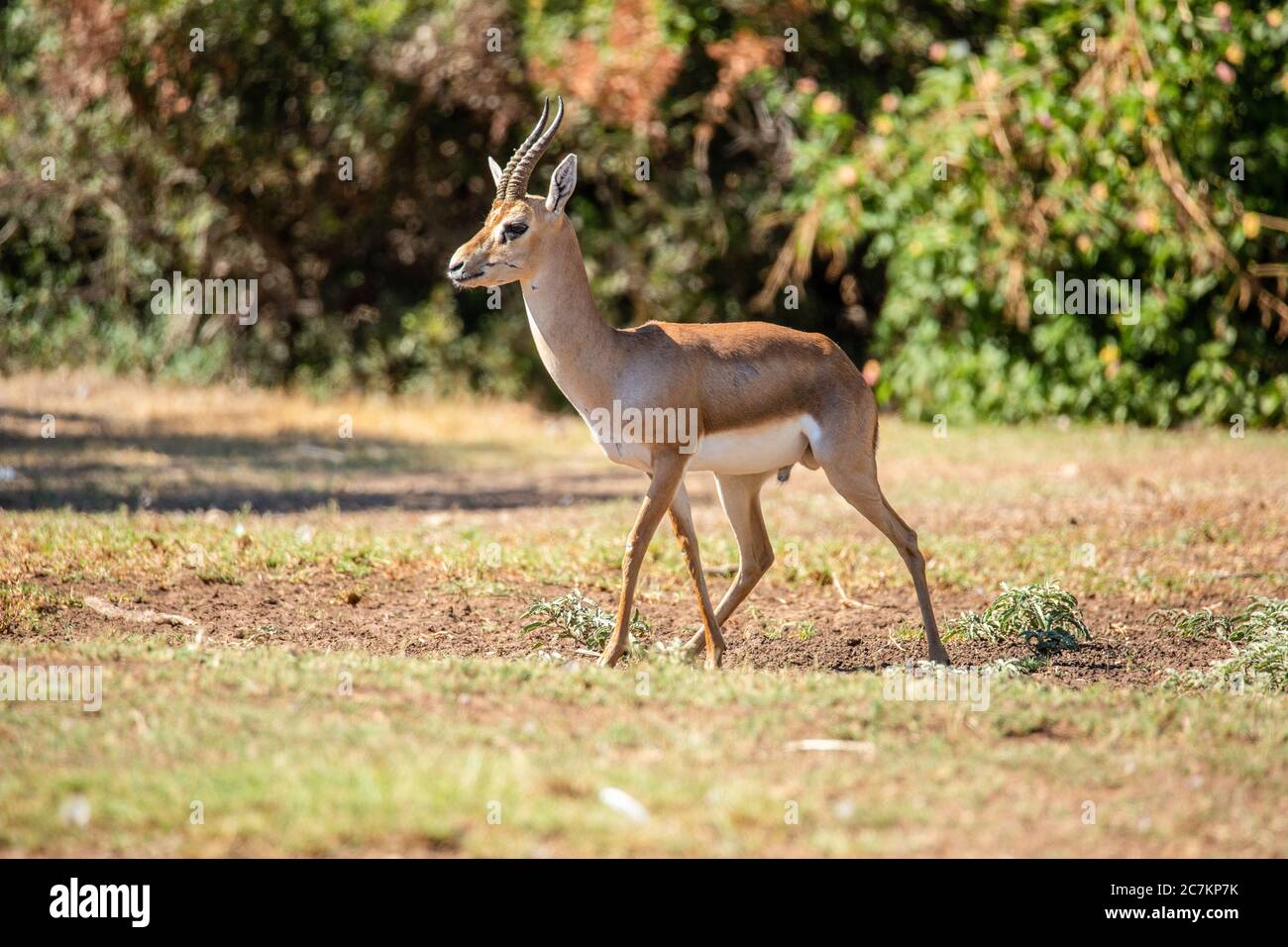 Mountain gazelle - Gazella gazella gazella Stock Photo - Alamy