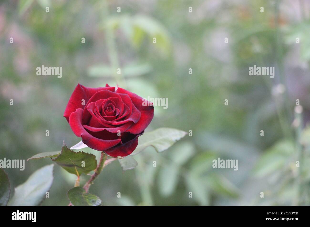 Classic red rose in full bloom in the garden in summer Stock Photo - Alamy