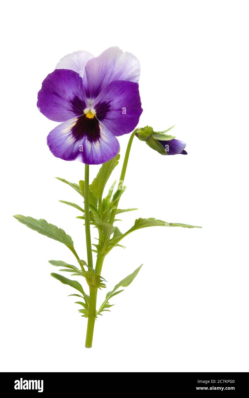 Pansy plant Cut Out Stock Images & Pictures - Alamy
