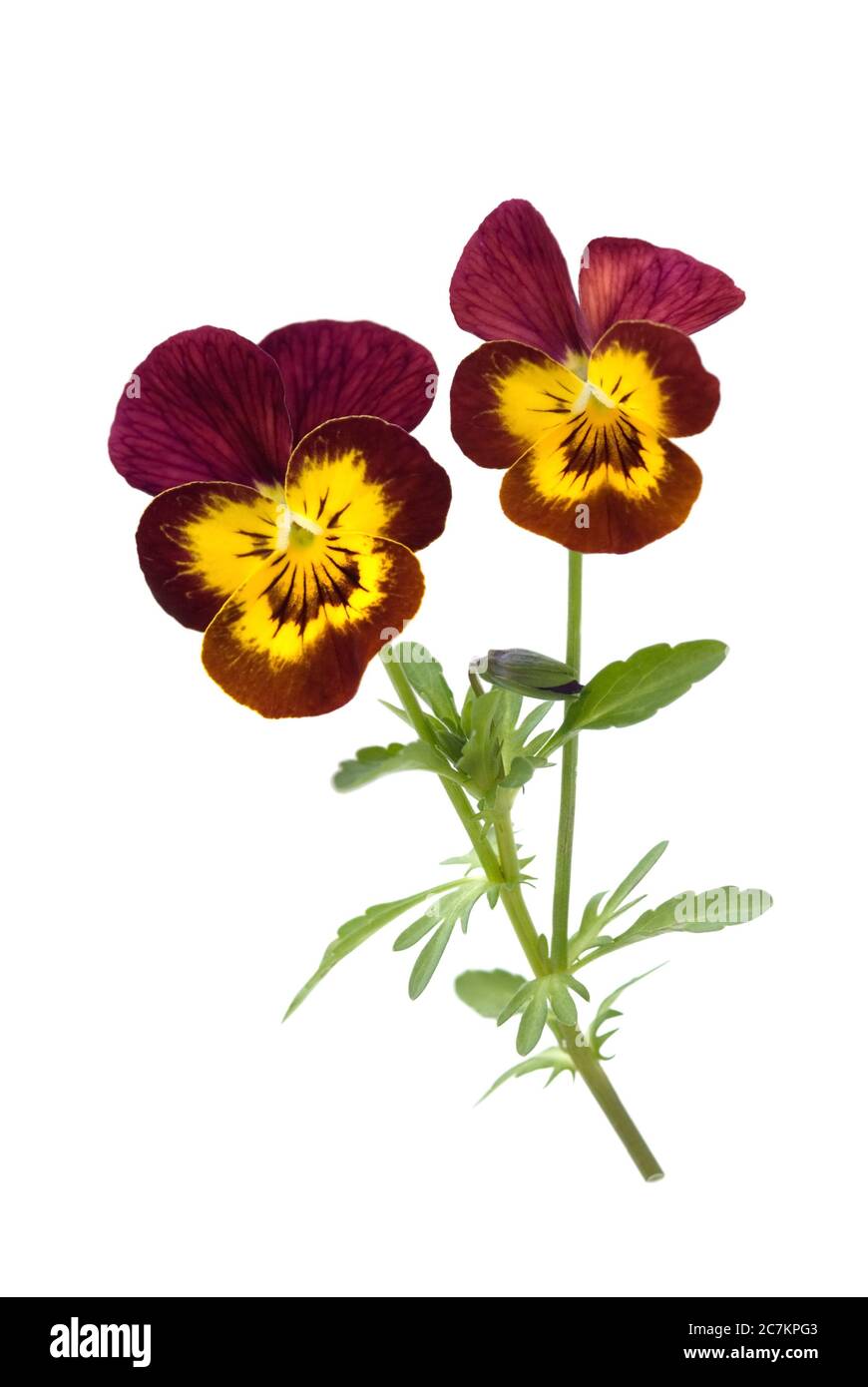 Pansy flower portrait hi-res stock photography and images - Alamy