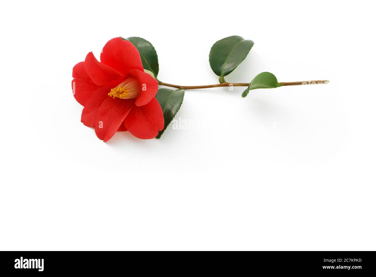 Camellia Background High Resolution Stock Photography and Images - Alamy