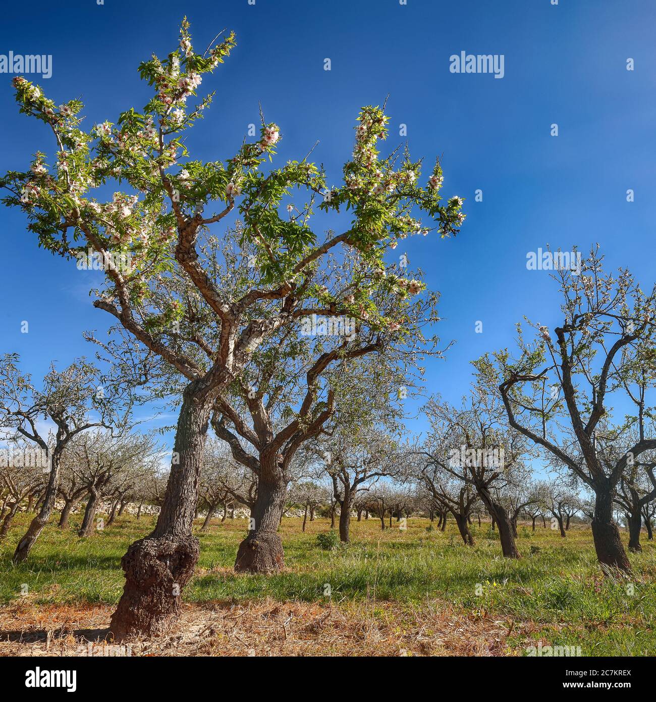Beautiful white almond flowers on almond tree branch in spring Italian ...