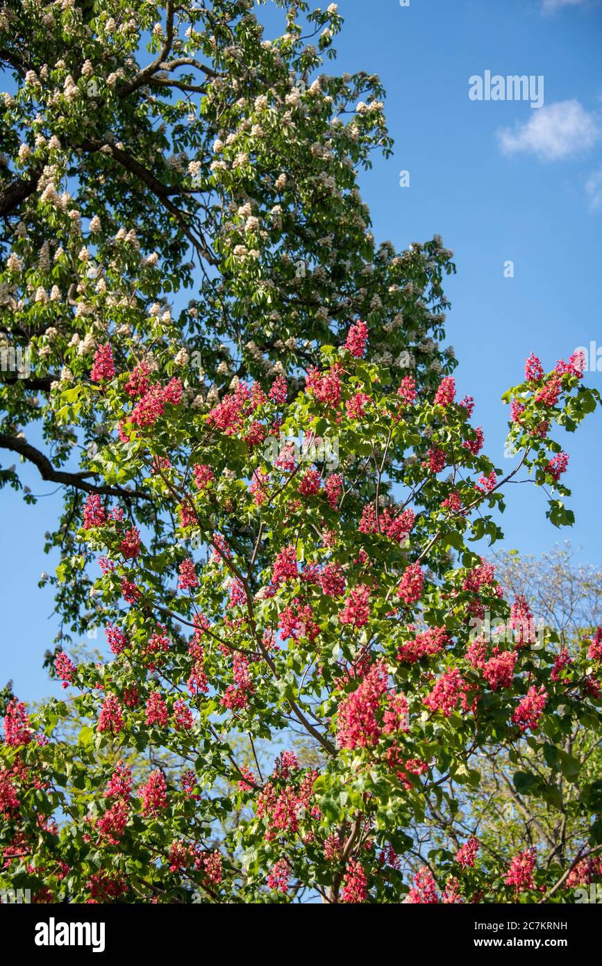 Conker trees hi-res stock photography and images - Alamy