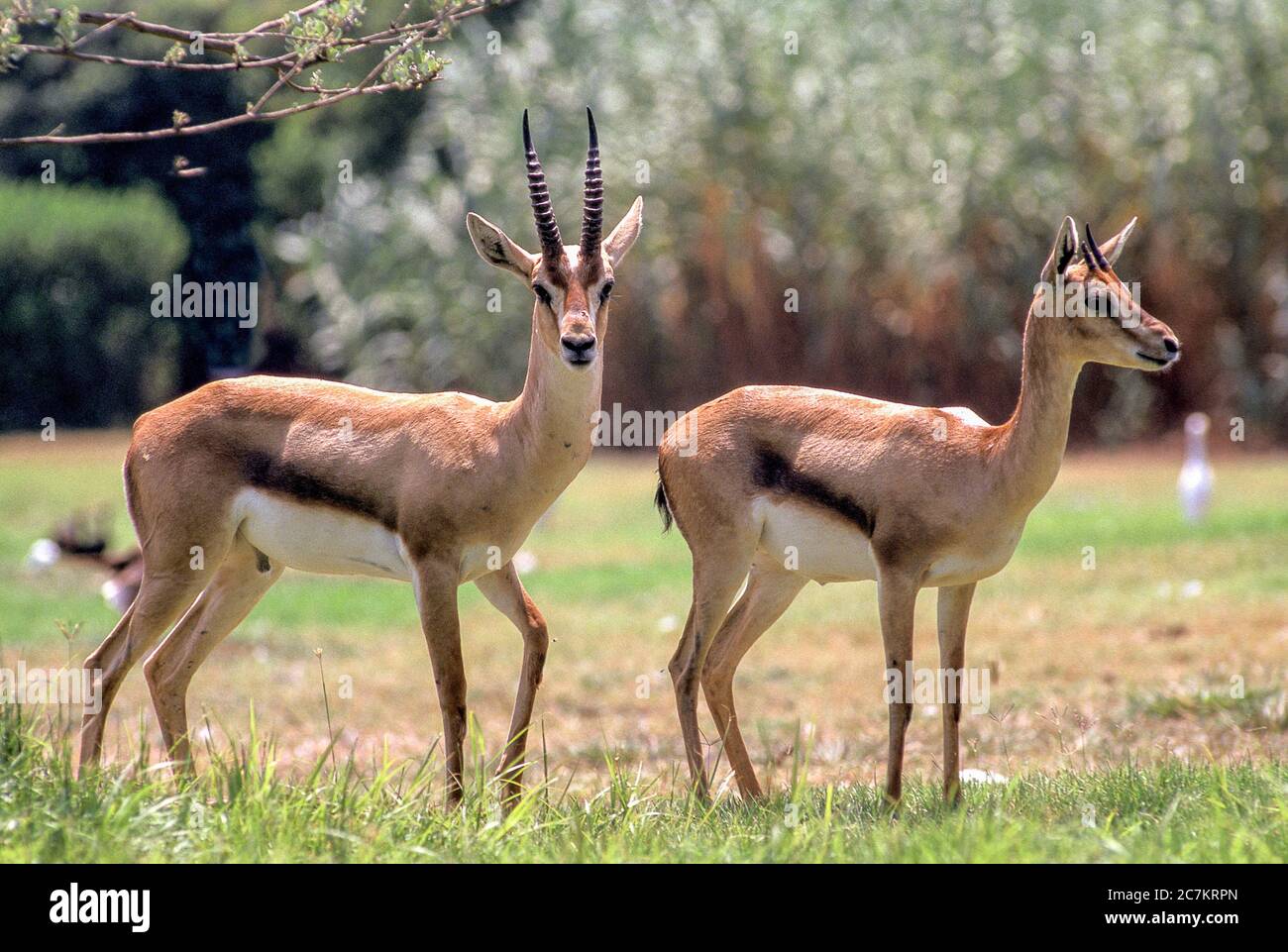 Mountain gazelle - Gazella gazella gazella Stock Photo - Alamy