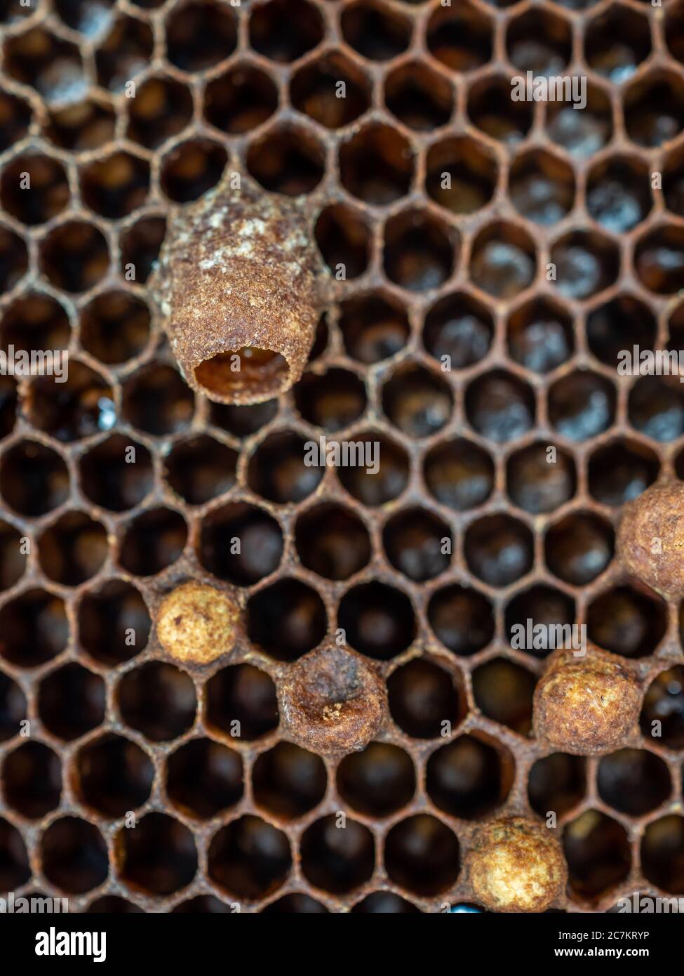 Empty queen cell hi-res stock photography and images - Alamy