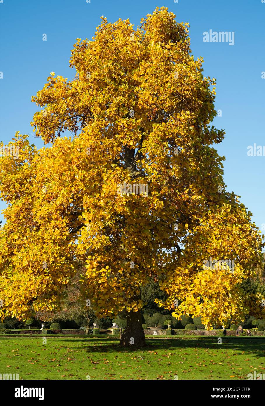 Belton house hi-res stock photography and images - Alamy