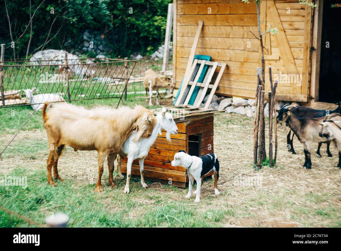 Guardian dog goats hi-res stock photography and images - Alamy