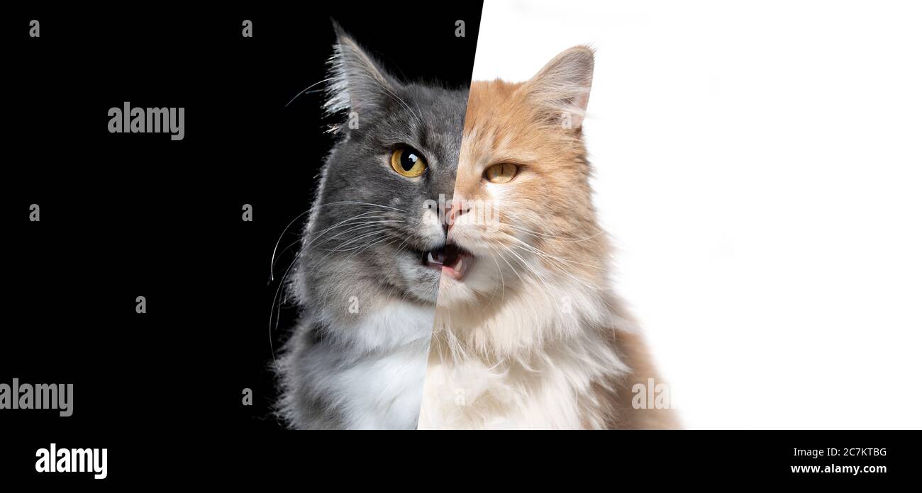 split photo manipulation of two different colored maine coon cats ...