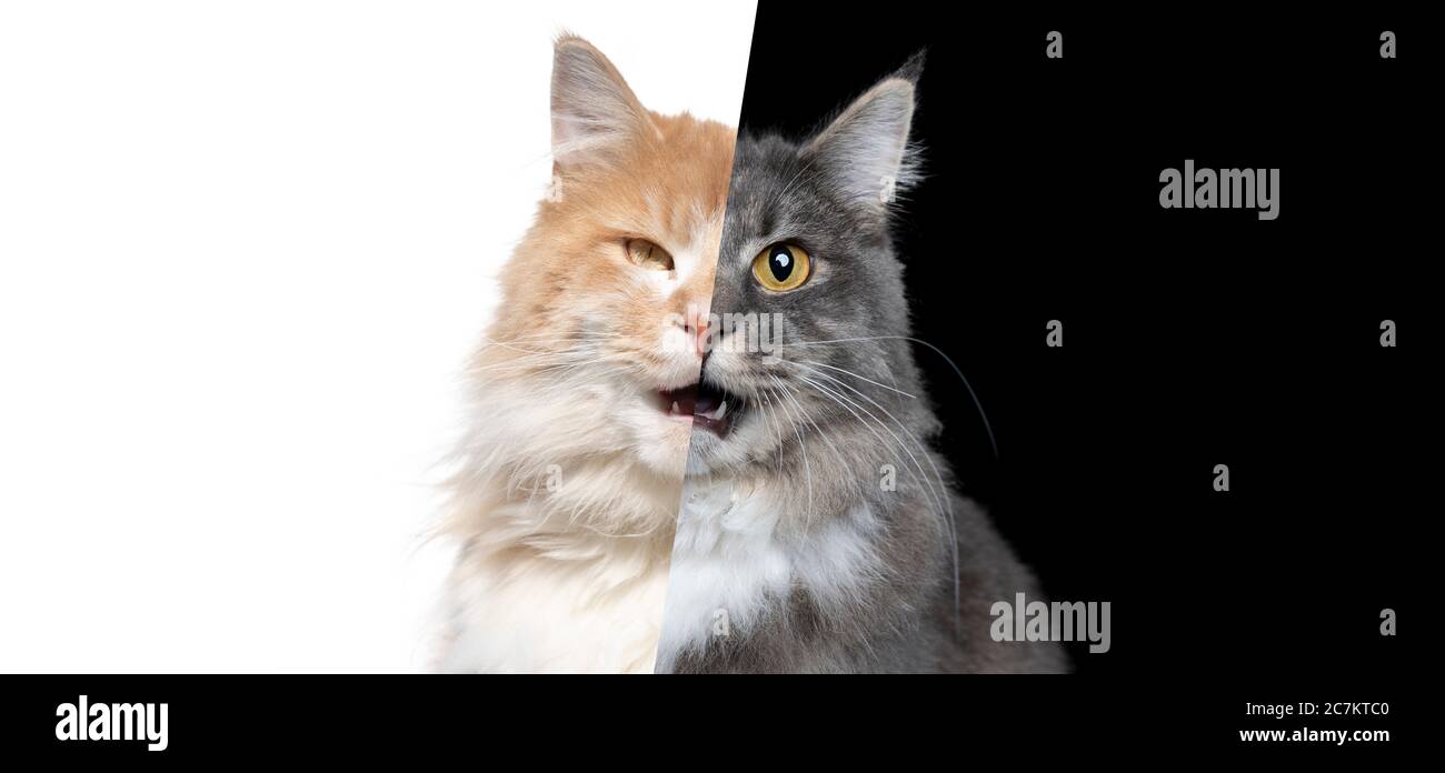 split photo manipulation of two different colored maine coon cats ...