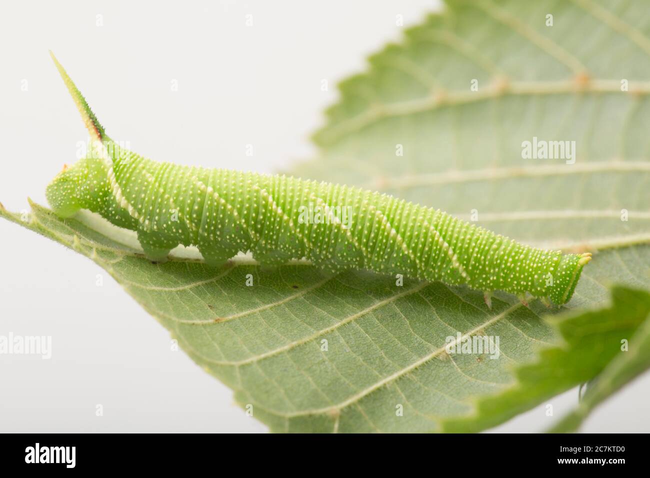 A Lime hawk moth caterpillar, Mimas tiliae, resting on its food plant ...