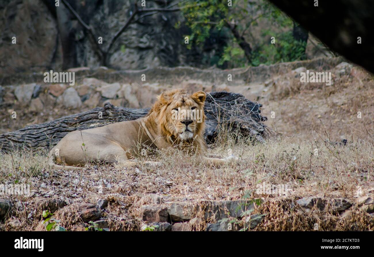 The lion is a species in the family Felidae; it is a muscular, deep ...