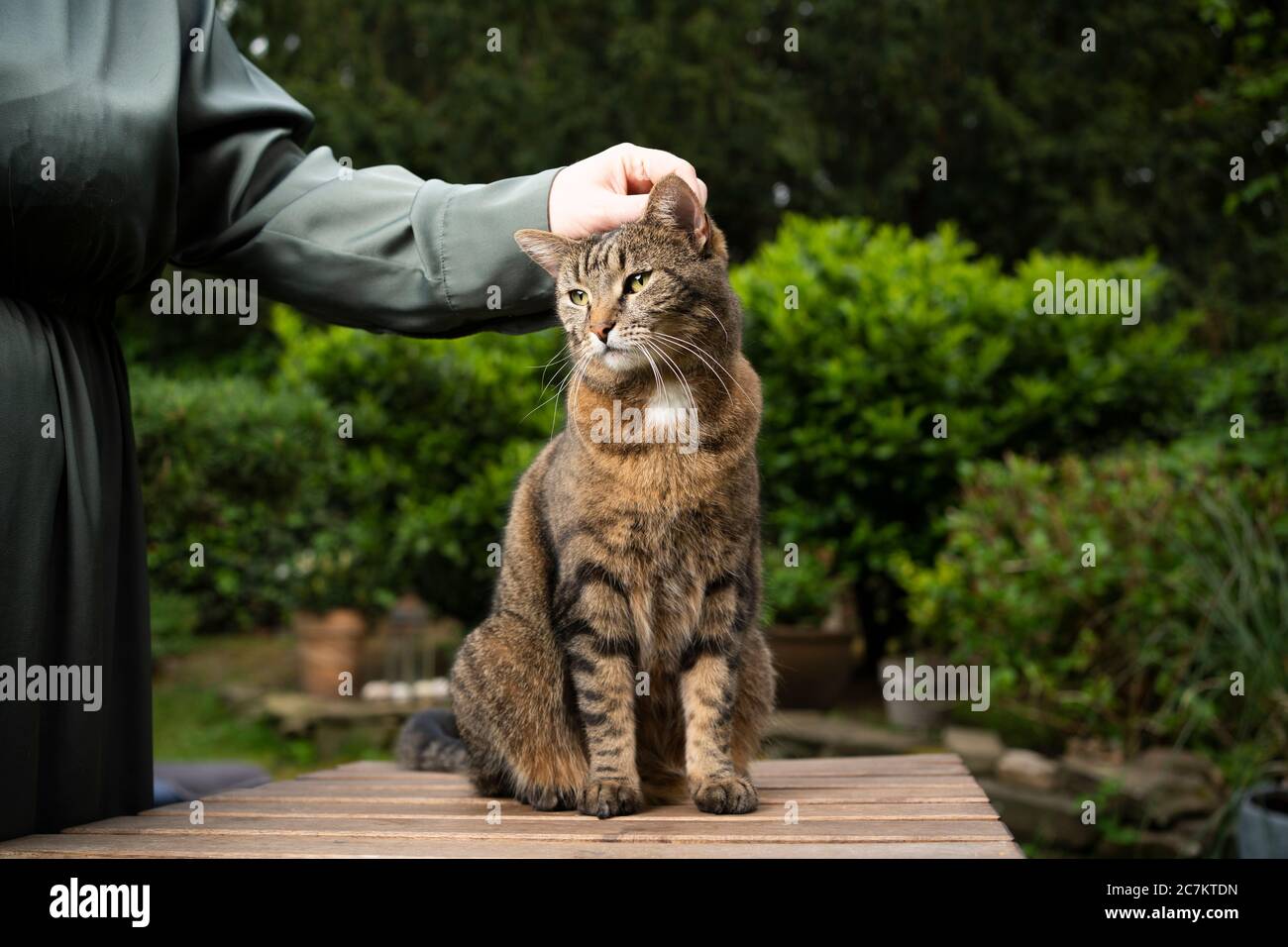 Human hand petting cat head hi-res stock photography and images - Alamy