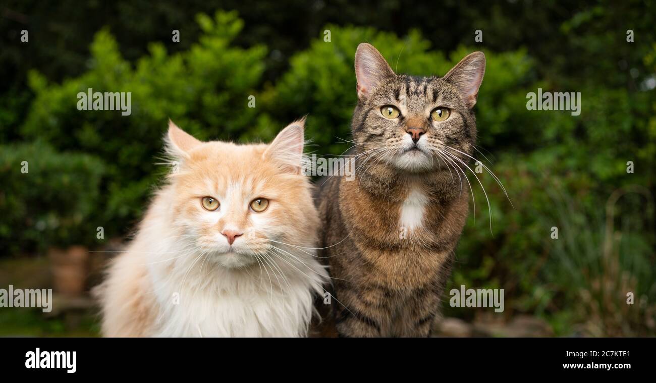 two different breeds of cats side by side outdoors in the garden. maine ...